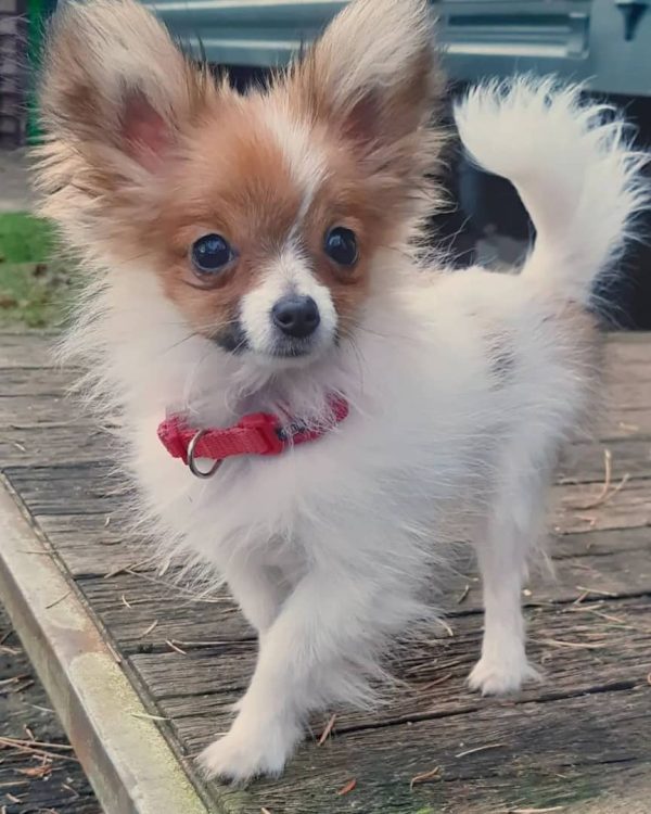 Papillons for adoption - Papillon puppy breed standard