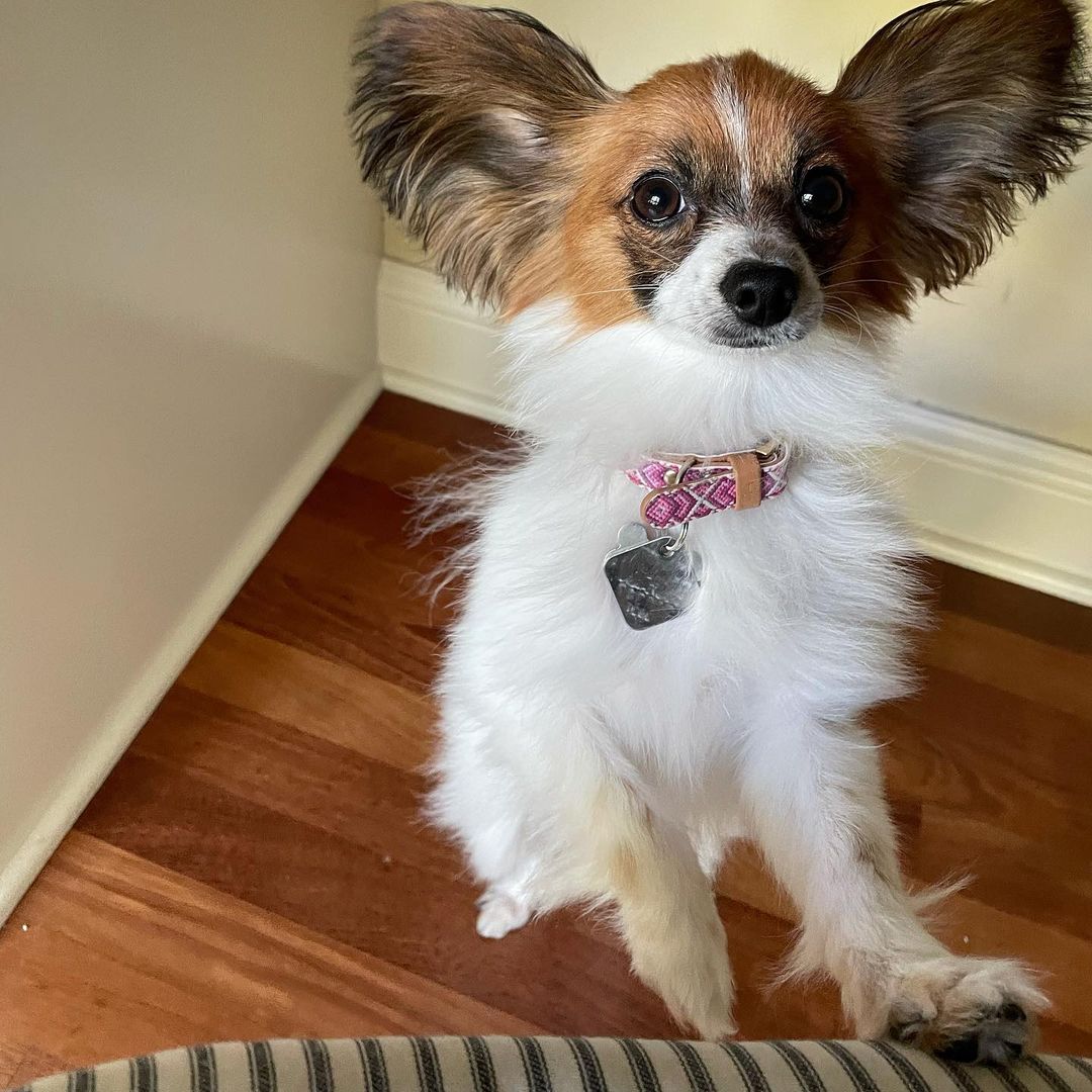 Papillon puppies available - Order papillon puppies online - buy dog